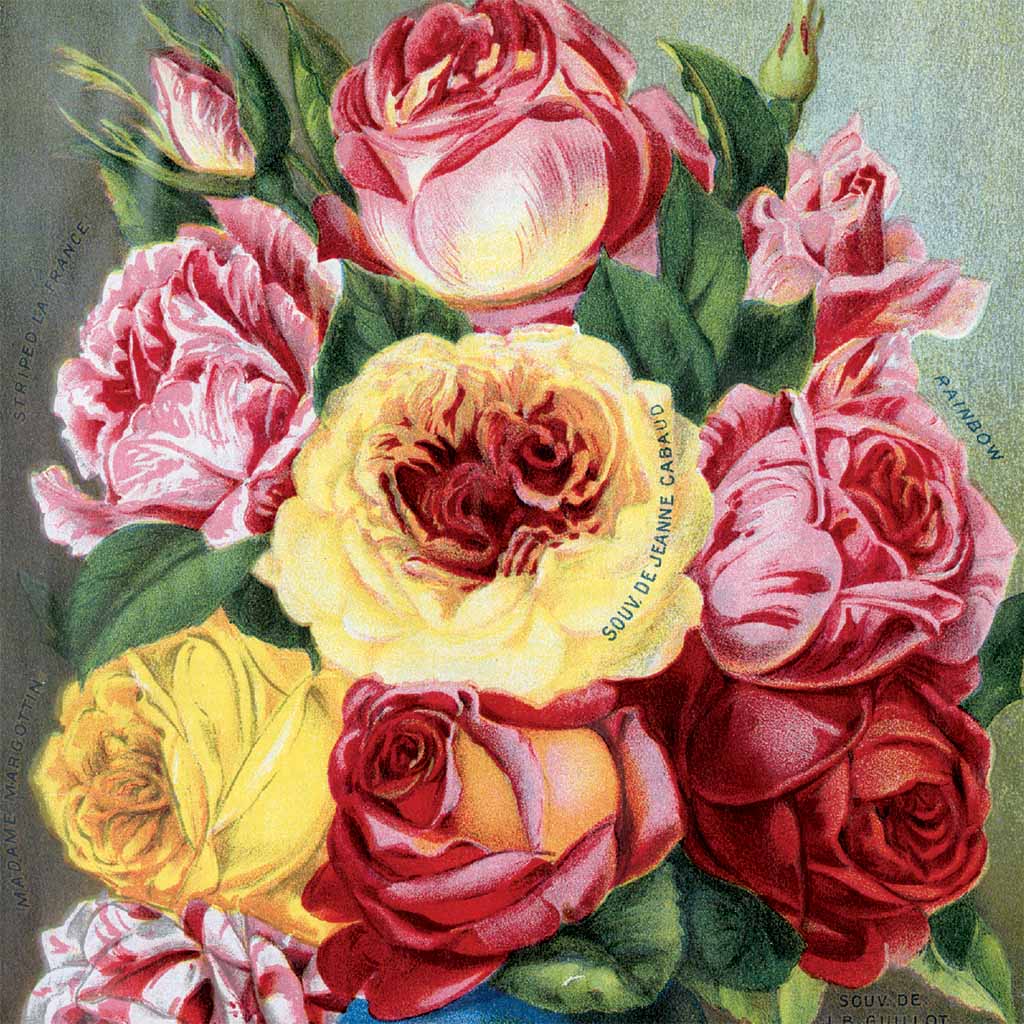 Roses, Roses, Roses! – Laughing Elephant