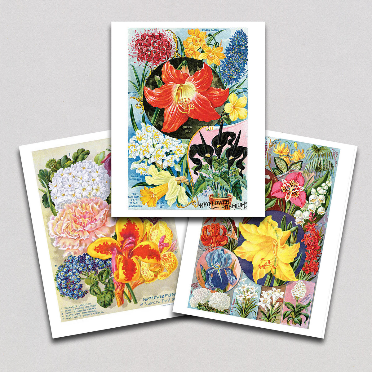 Vintage Flowers Prints: Set Two - Art Print Set – Laughing Elephant